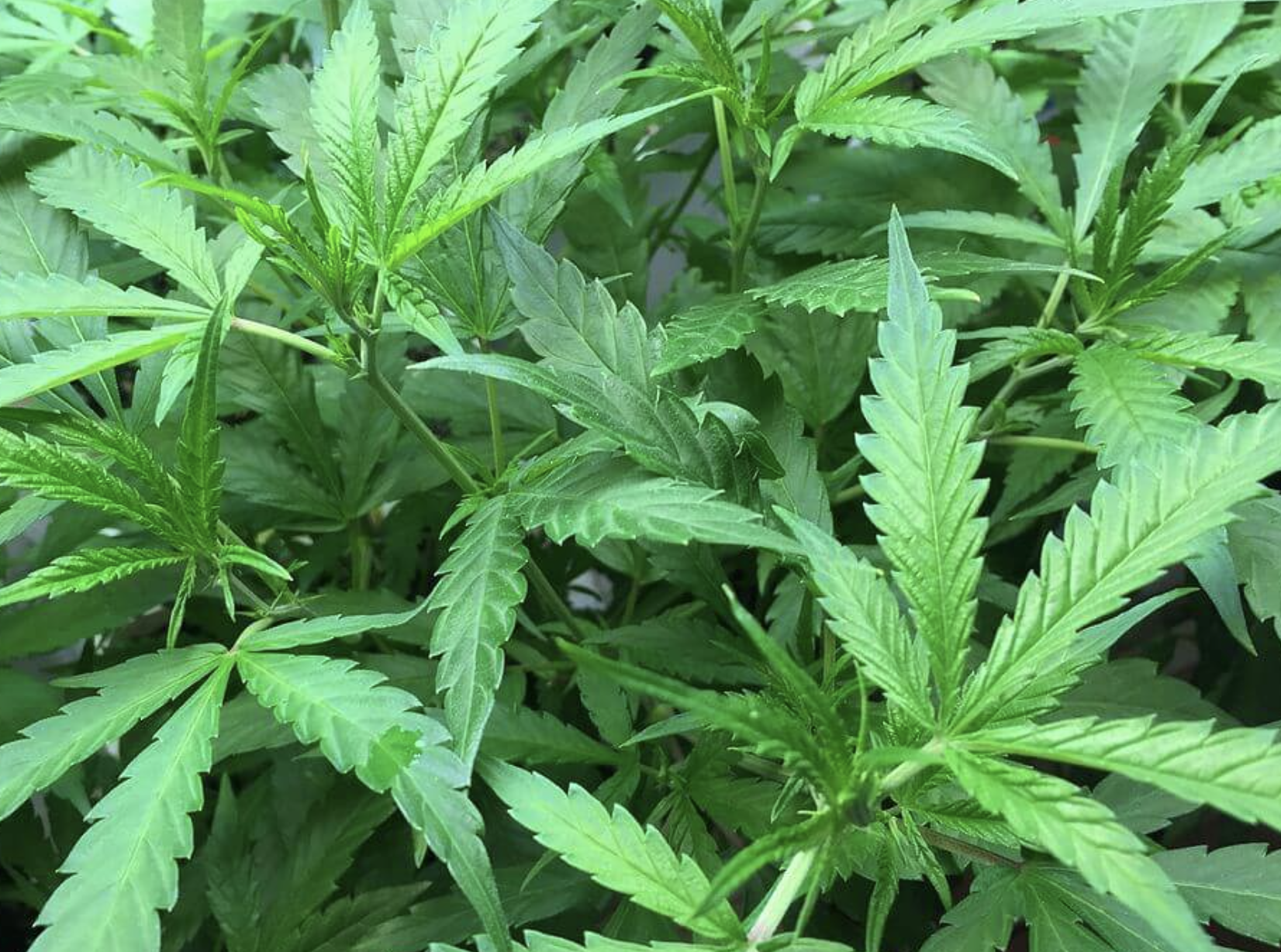 Federal marijuana policy: What to know about Trump's potential ...