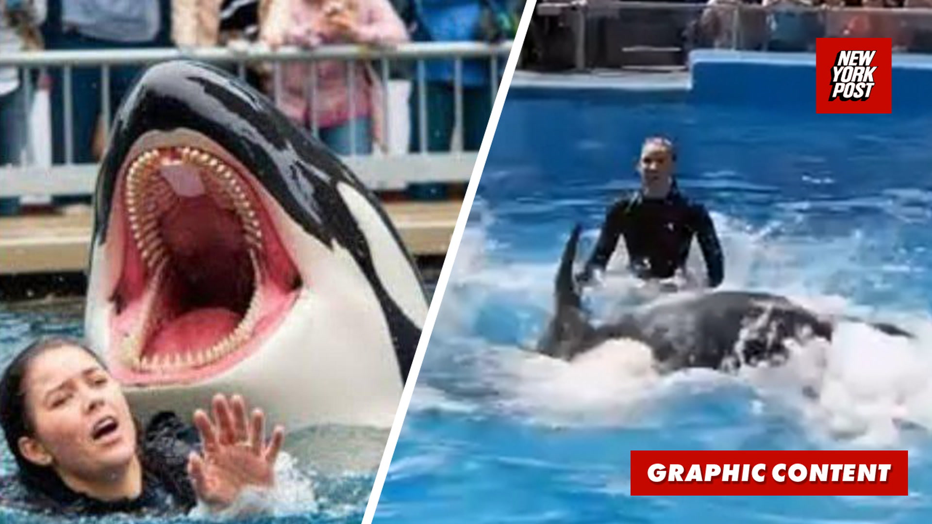 Was Orca trainer Jessica Radcliffe really killed by a killer whale? The ...