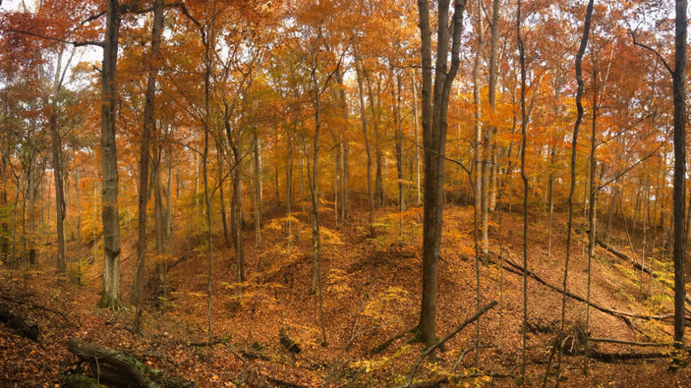 Indiana's Wildly Underrated Forest Right By Brown County State Park ...