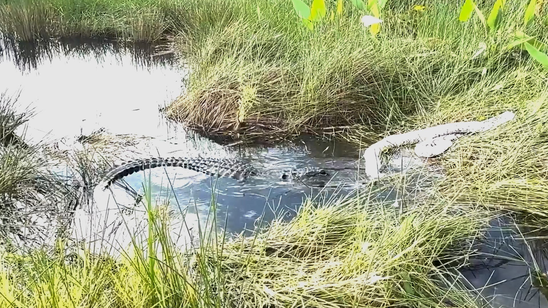 Video shows gator chomp on invasive python, swim away with it in its jaws