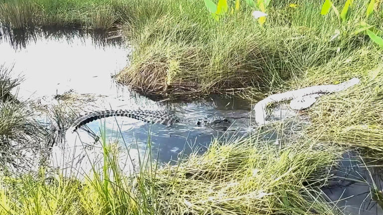 Gator devours massive python in Florida Everglades, near Alligator Alcatraz