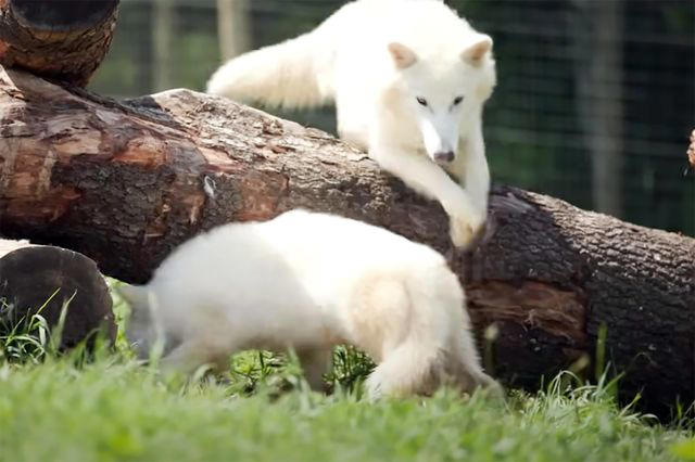 The 3 Dire Wolves Who Were Brought Back from Extinction Meet for the ...