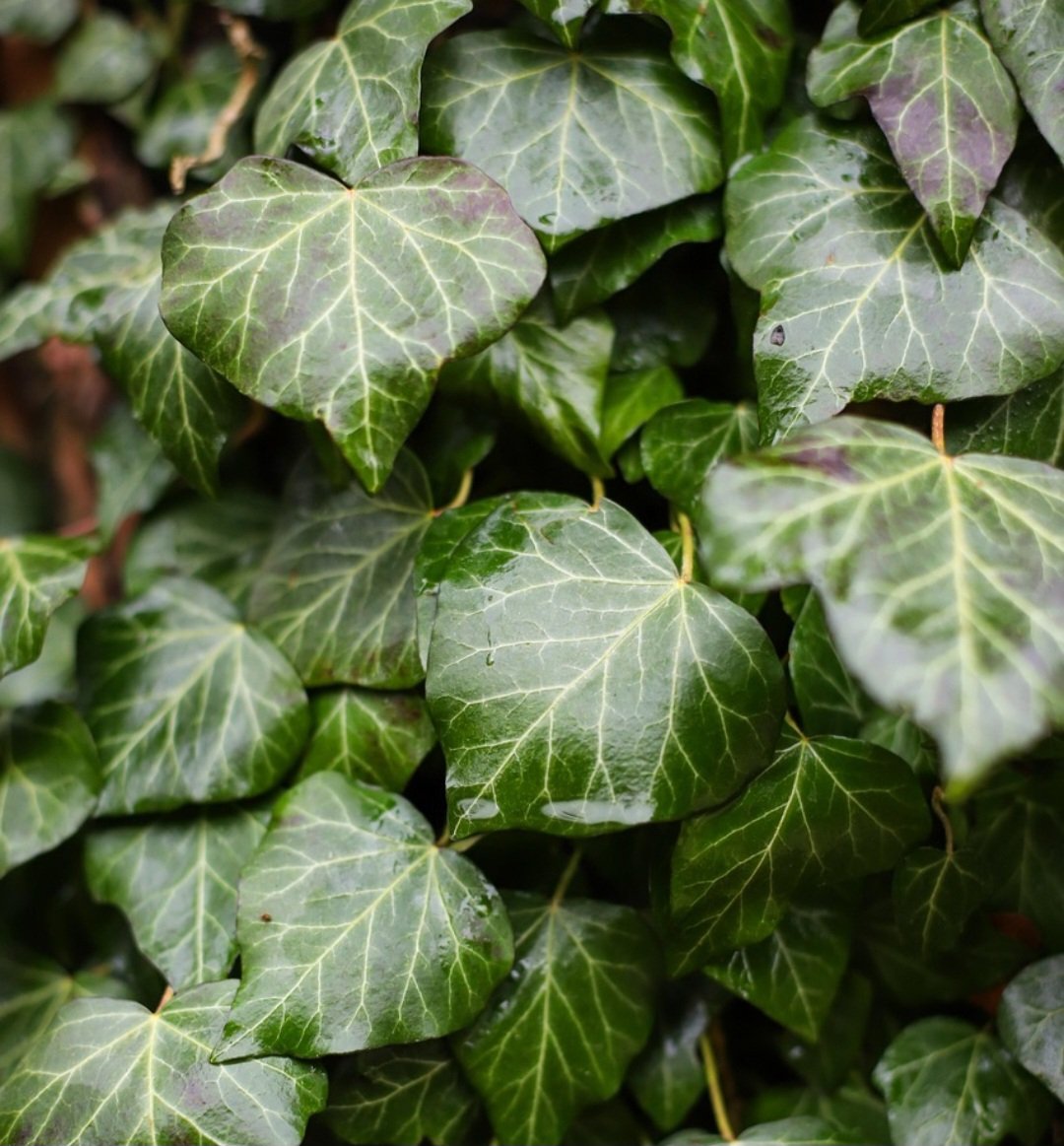 Hera: planta que se espalha por cercas e paredes tem beleza e ...