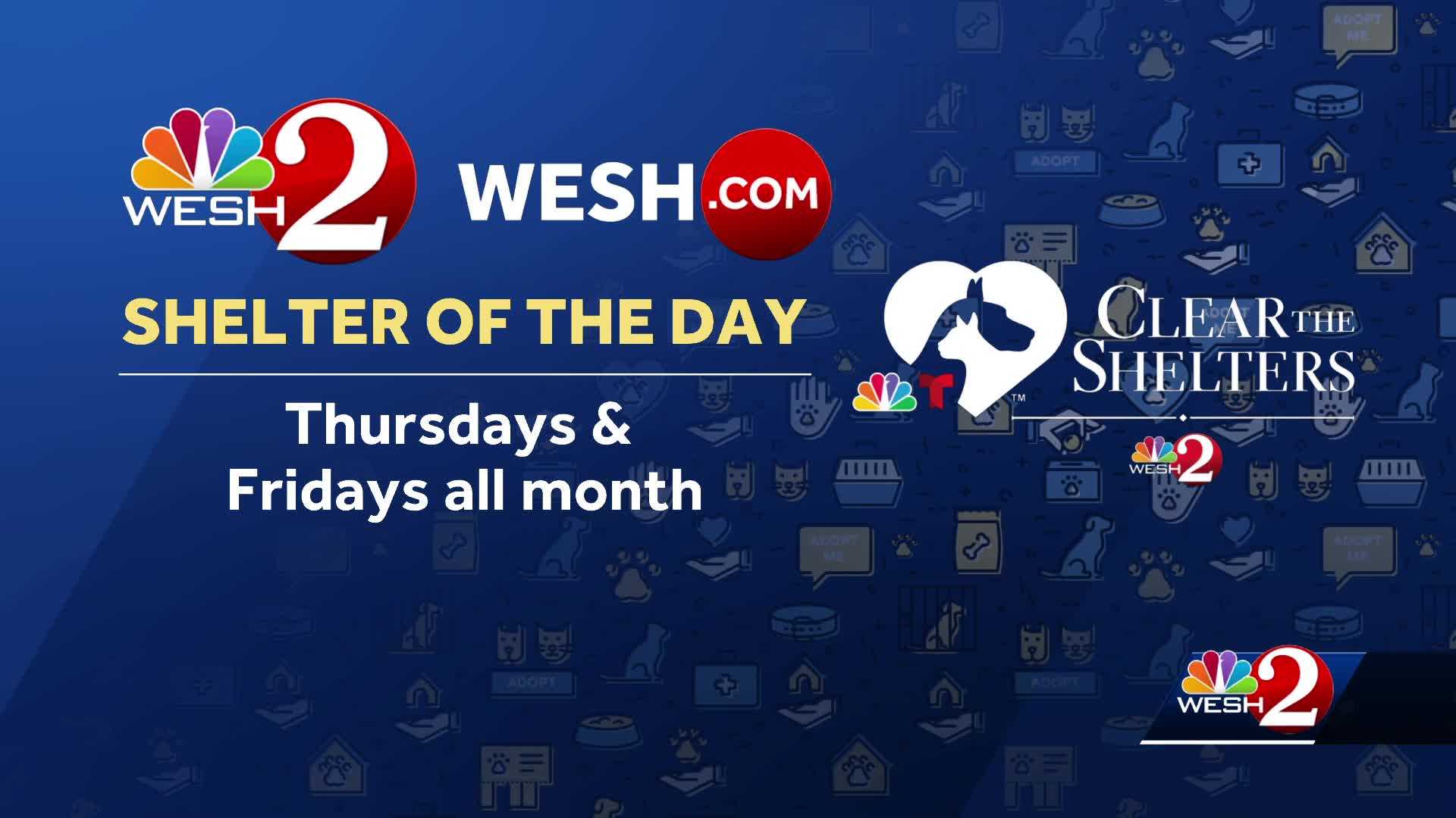 Clear the Shelters: Adoptable pets at Orange County Animal Services