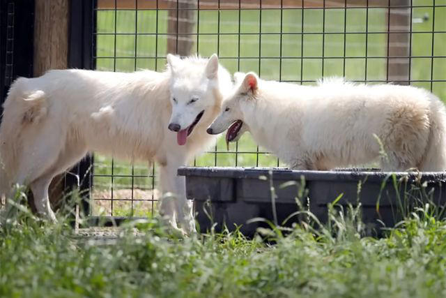 The 3 Dire Wolves Who Were Brought Back from Extinction Meet for the ...