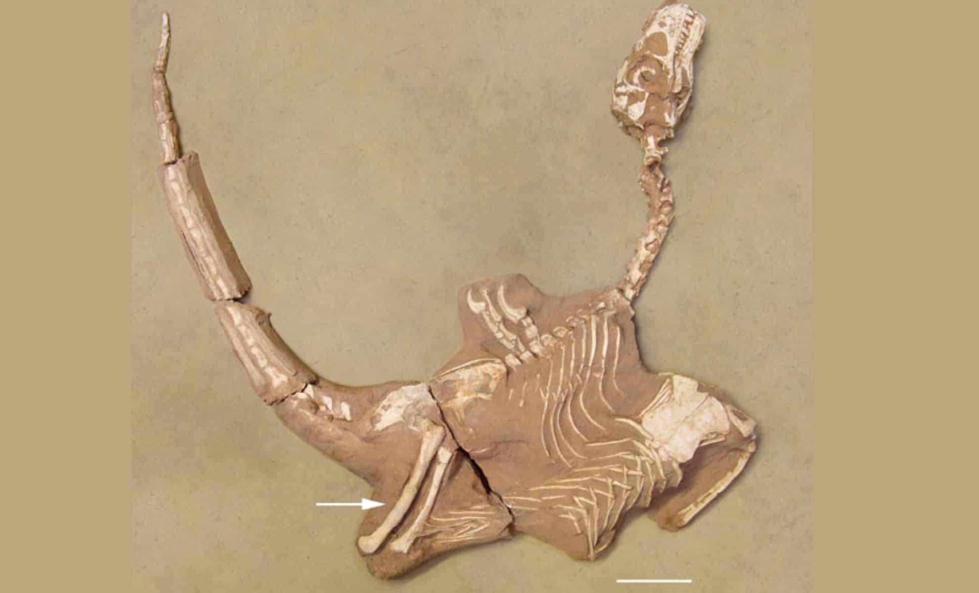Newly Discovered Bird-Like Dinosaur from Mongolia Boasts Unbelievably ...