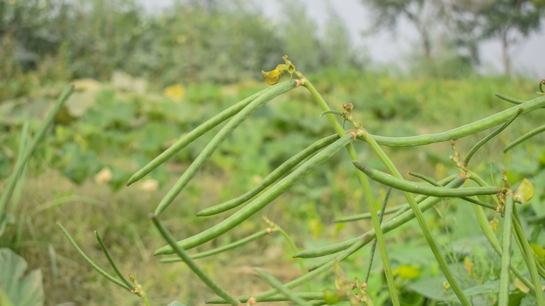 Companion Plants That Will Thrive Alongside Watermelons In The Garden