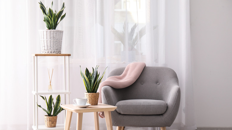 Here's Why Your Snake Plant Leaves Are Curling And How To Fix It