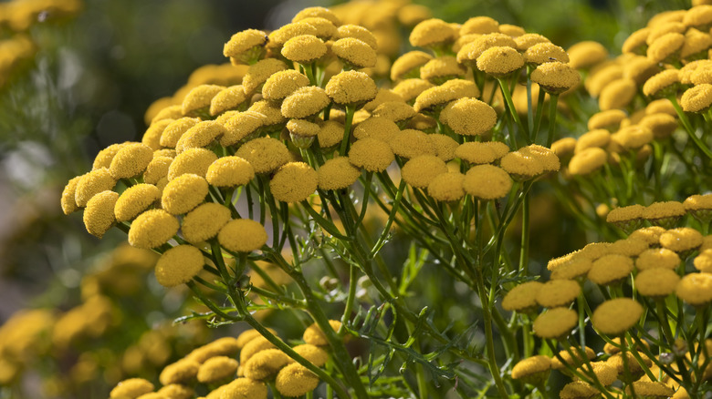 Companion Plants That Will Thrive Alongside Watermelons In The Garden