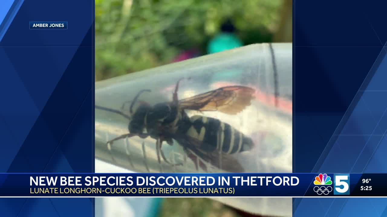 Lunate Longhorn-cuckoo is first new bee species discovered in Vermont ...