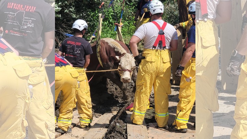Dartmouth firefighters rescue cow stuck in mud