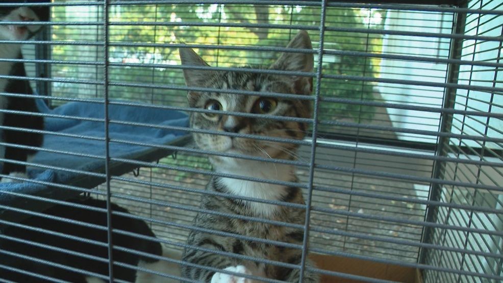 Van carrying 14 cats crashes in East Providence