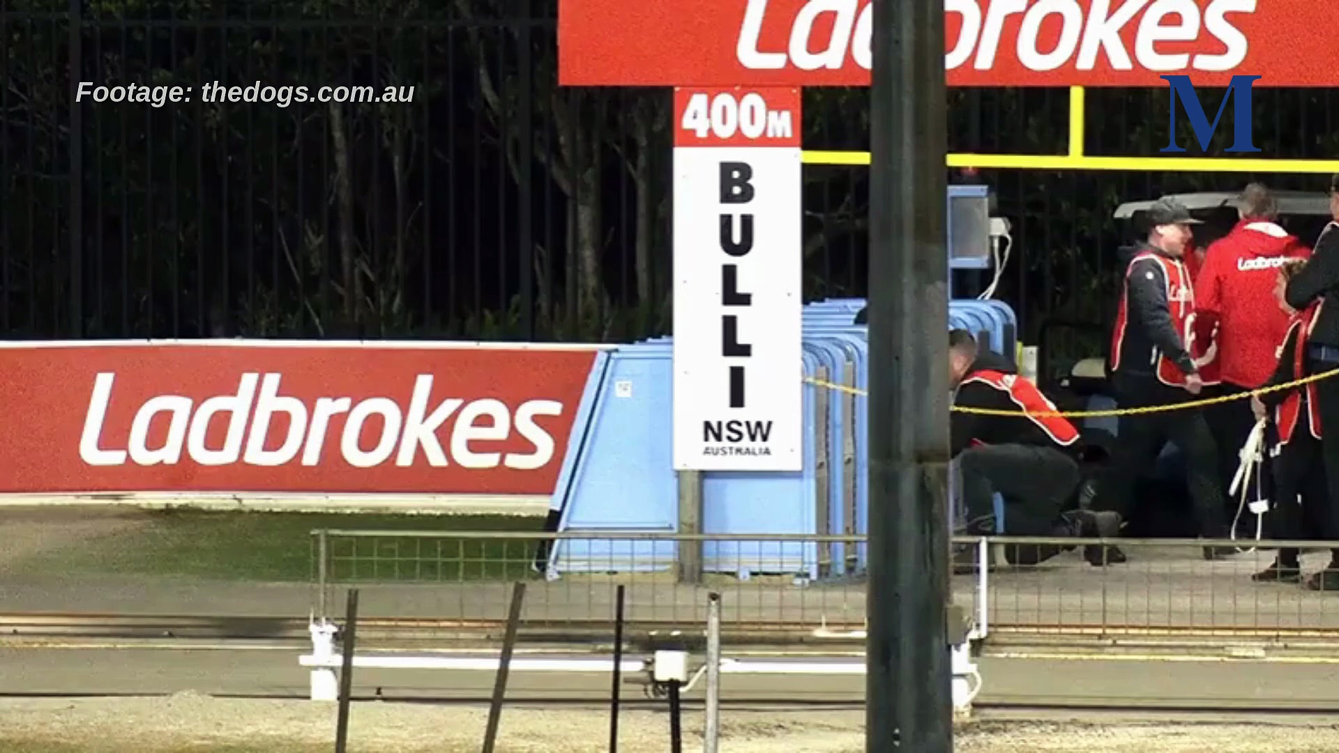 Greyhound falls during mid-race at Bulli
