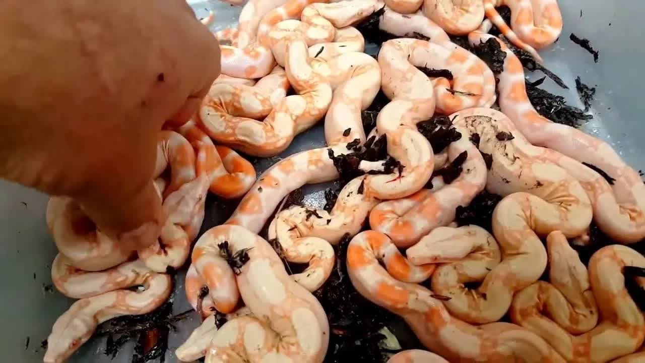 Albino boa constrictor babies: counting 19 pastel snakes!