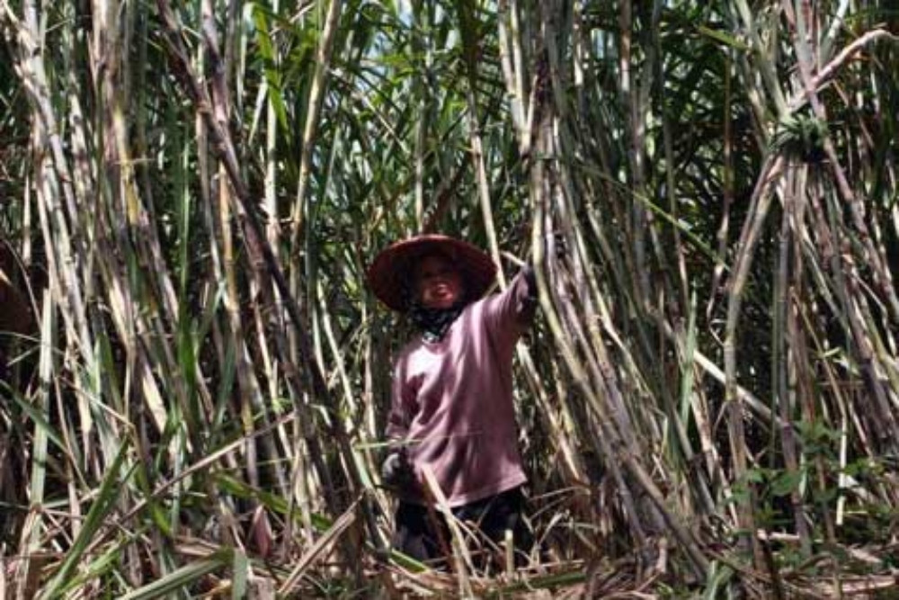 Petani Menjerit Harga Tetes Tebu Anjlok, 100.000 Ton Stok Gula Tak Laku