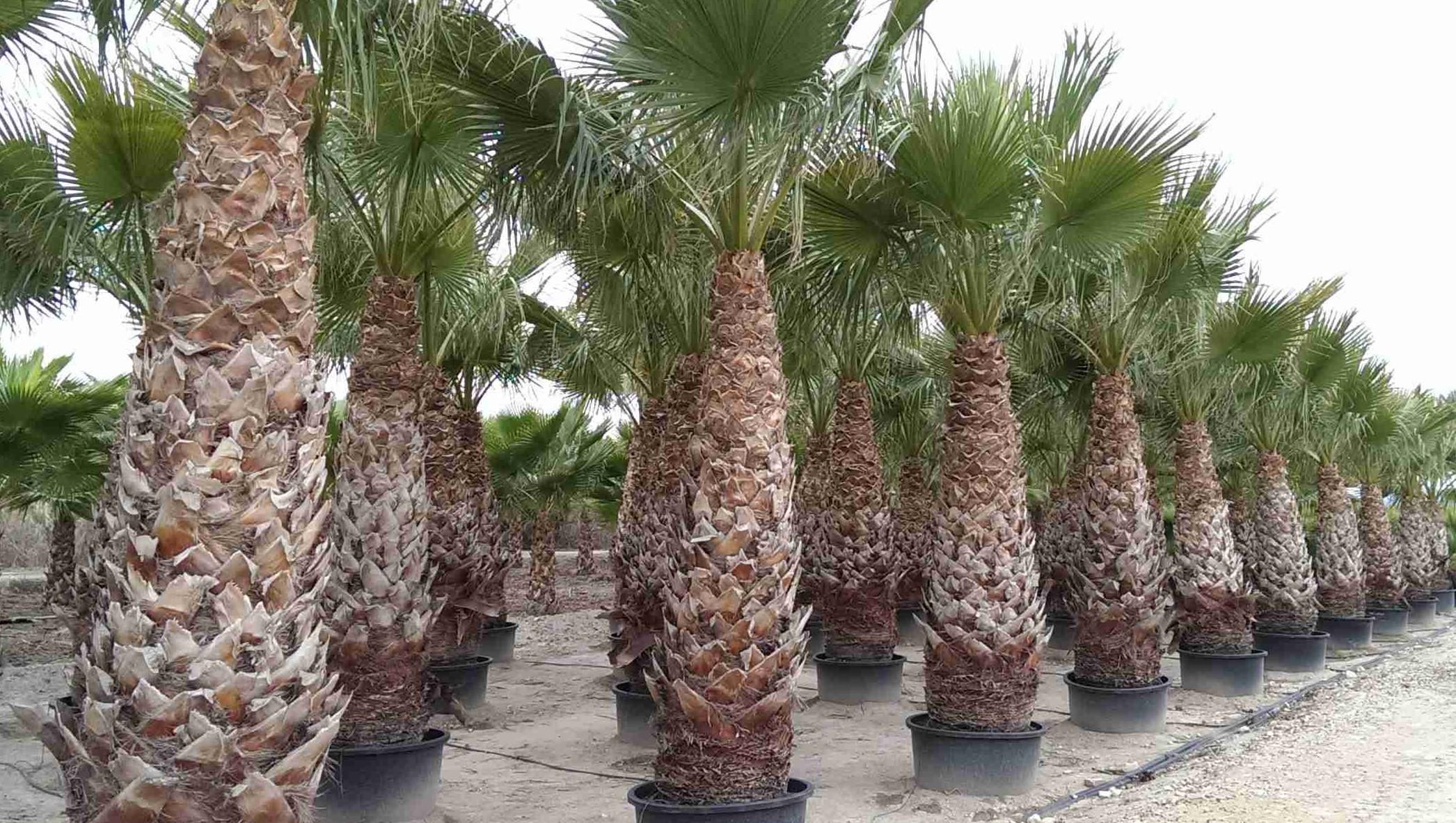 Washingtonia filifera: cuidados, características, diferencias con ...