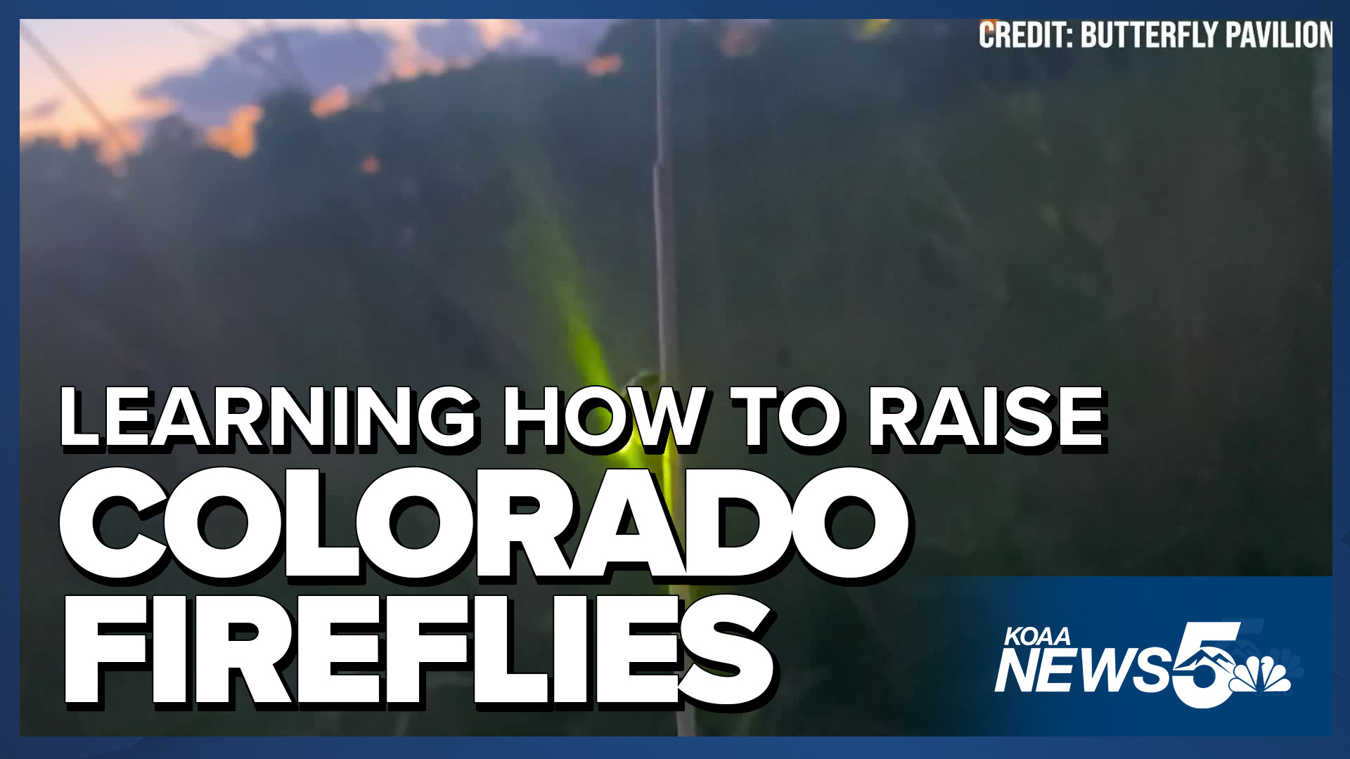 Researchers at the Butterfly Pavilion learning how to raise Colorado ...