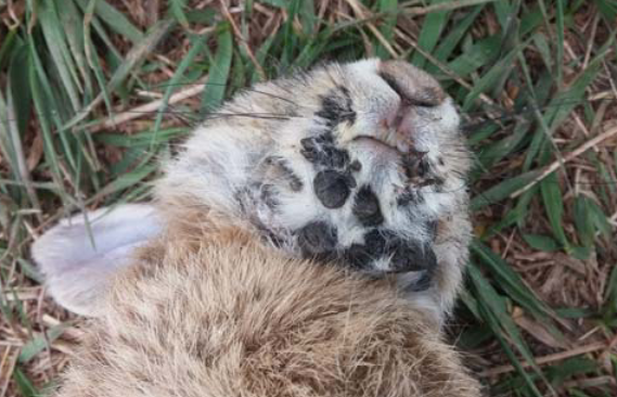 A disease is causing rabbits to look like zombies. Is it contagious?