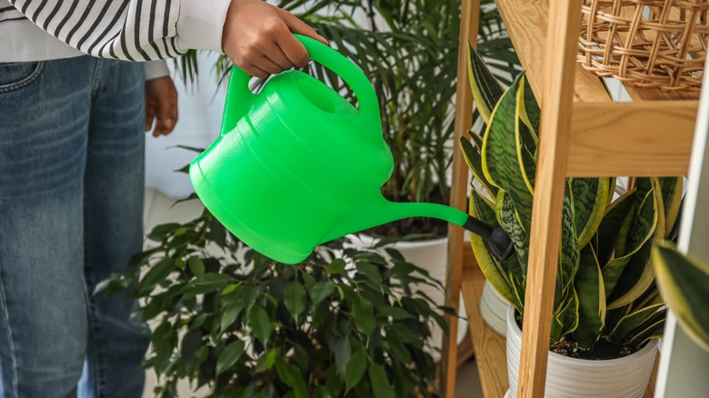 Here's Why Your Snake Plant Leaves Are Curling And How To Fix It