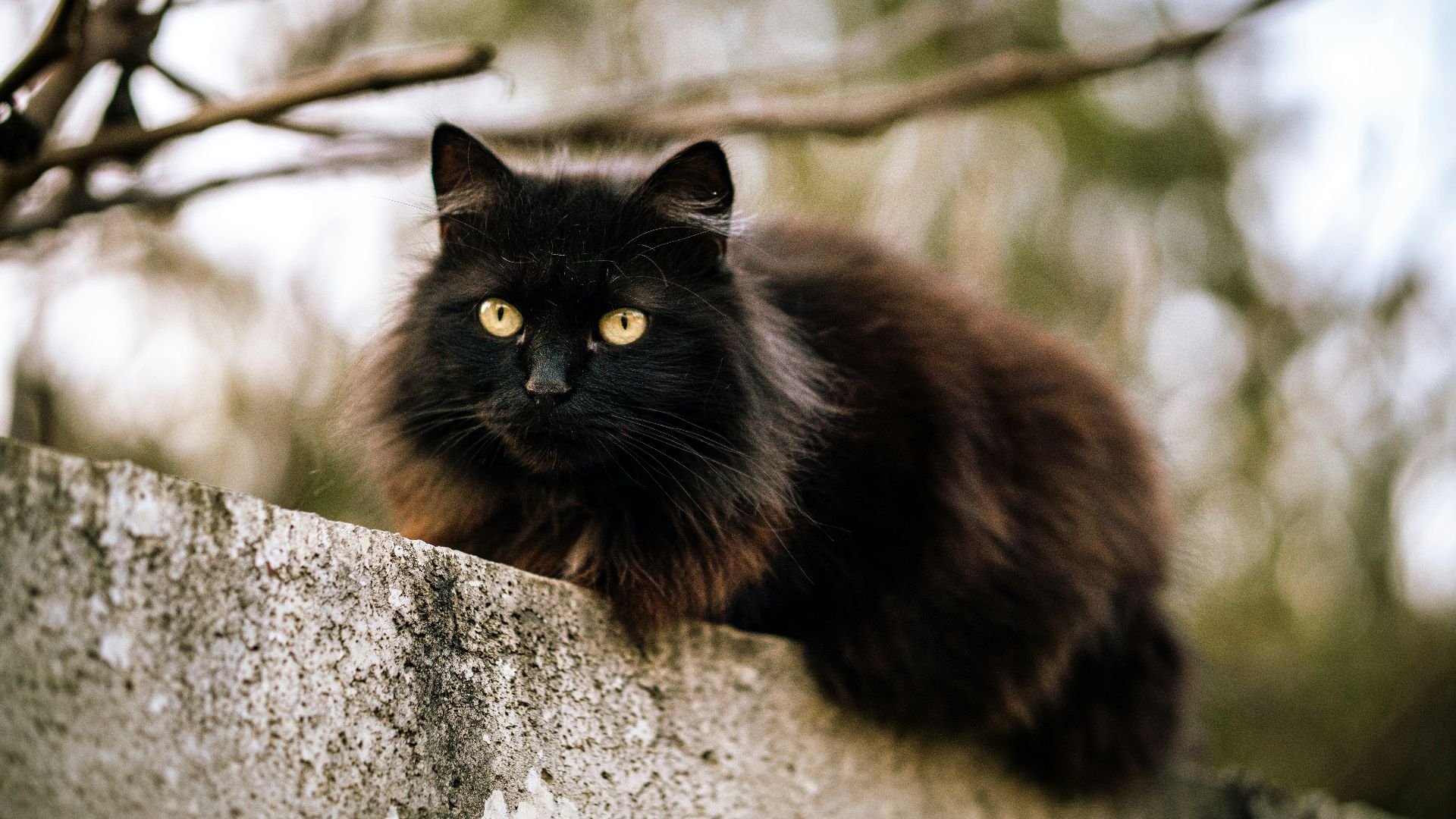 Knock on Wood: 20 Superstitions People Believe Around the World