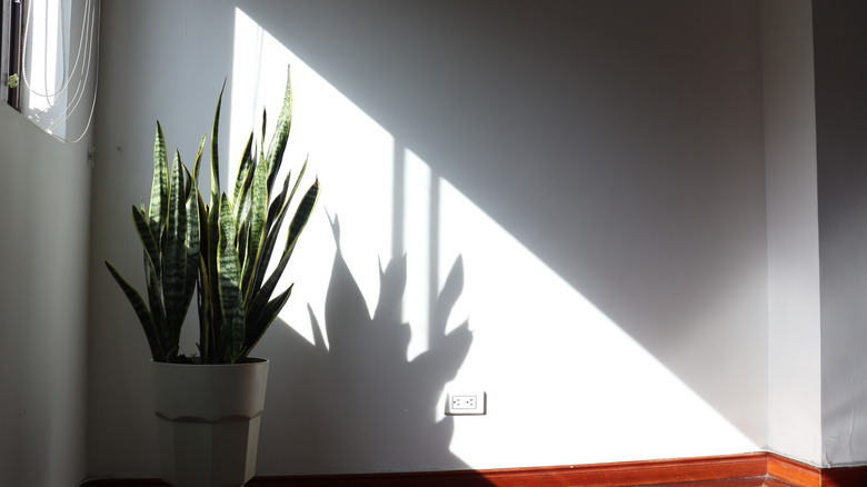 Here's Why Your Snake Plant Leaves Are Curling And How To Fix It
