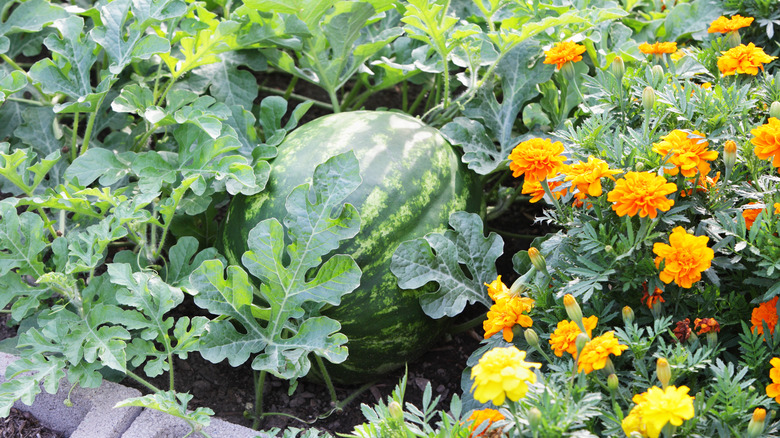 Companion Plants That Will Thrive Alongside Watermelons In The Garden