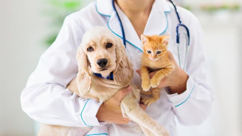 How Much Does A Vet Visit Cost?