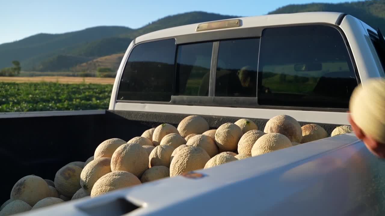 Methods behind the melon madness: Dixon Melons shares growing insights