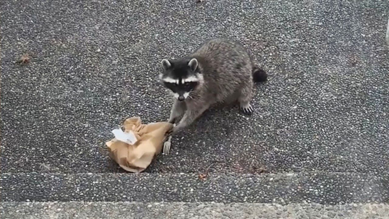 Masked bandit! Raccoon steals takeout from vancouver porch