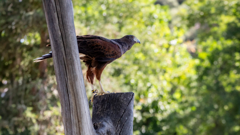 Rare bird flew off from Fresno zoo 15 months ago. He was found and ...