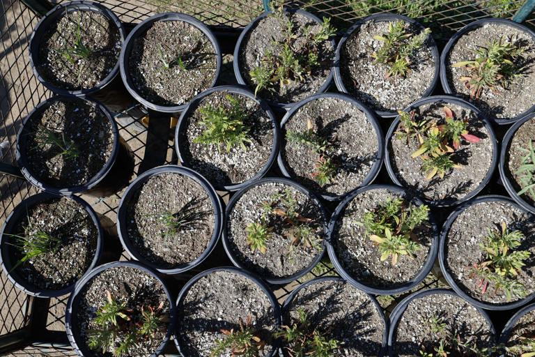 750,000 Trees to be Planted as Hyundai Starts the Ripple with One Tree ...