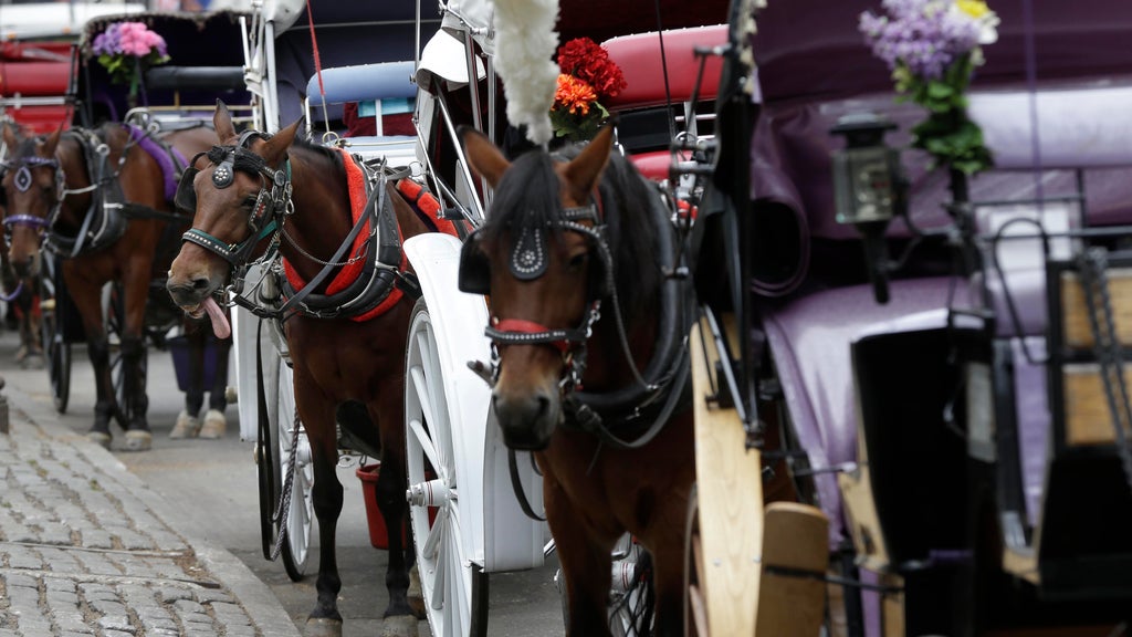 NYC's Central Park Conservancy calls for ban on carriage horses in the park