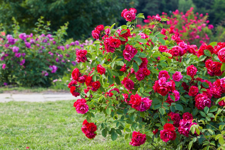 The 18 Best Shrubs for the Front of the House