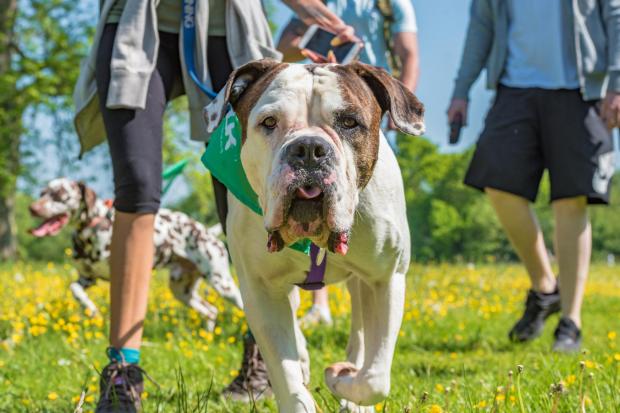 Bath Cats and Dogs Home invites dog lovers to join autumn Wag Walk