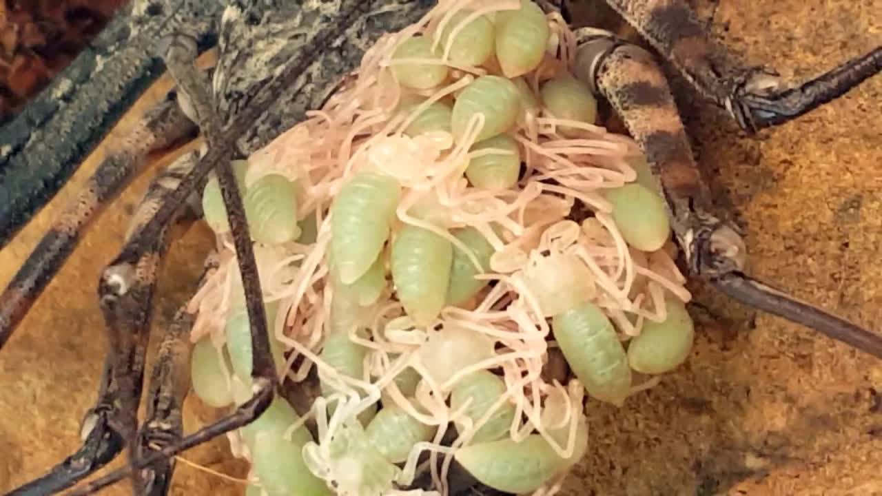 tailless whip scorpion has babies