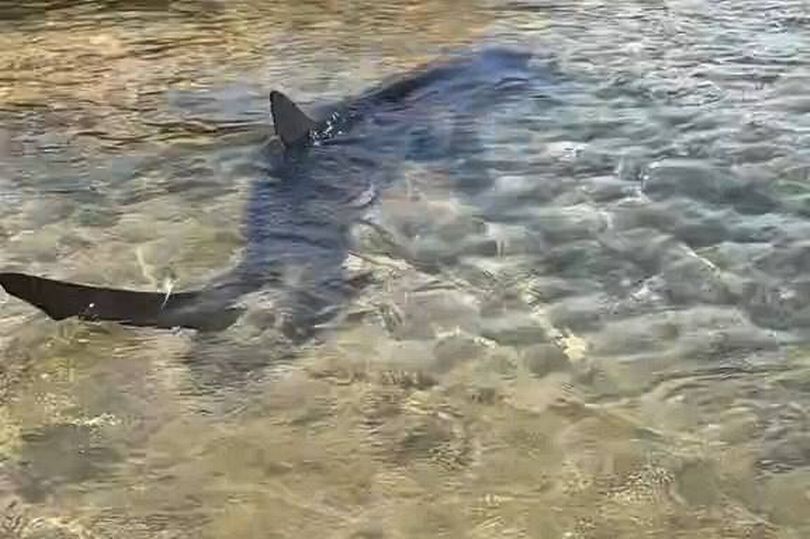Swimmers at Spain beach as 'huge beast' terrifies at popular tourist ...