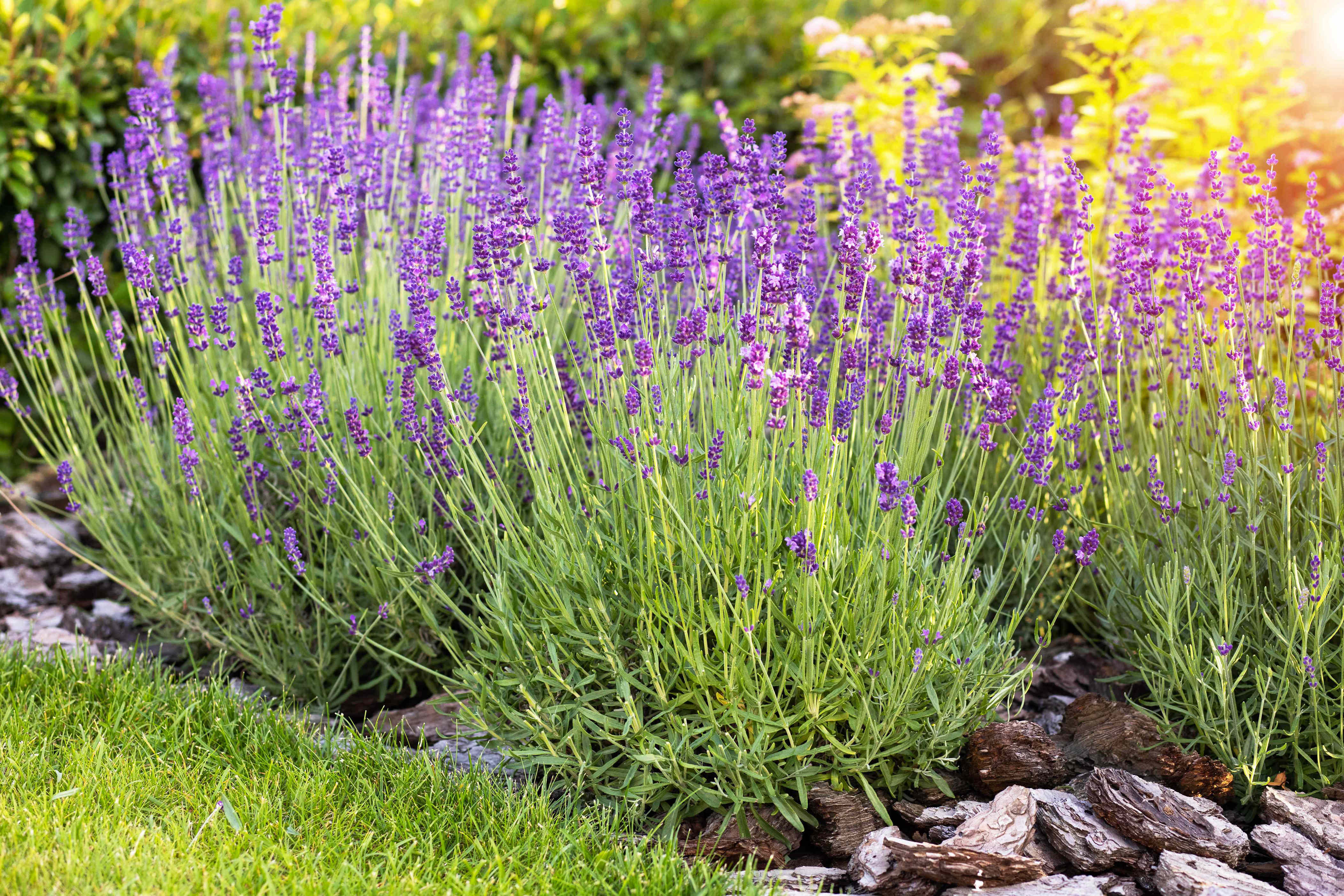 How often to water lavender so you don’t overdo it