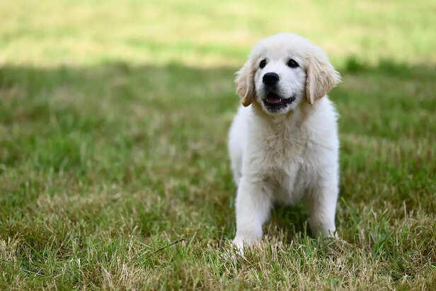 7 Lucky Dog Breeds That Bring Fortune to Their Owners