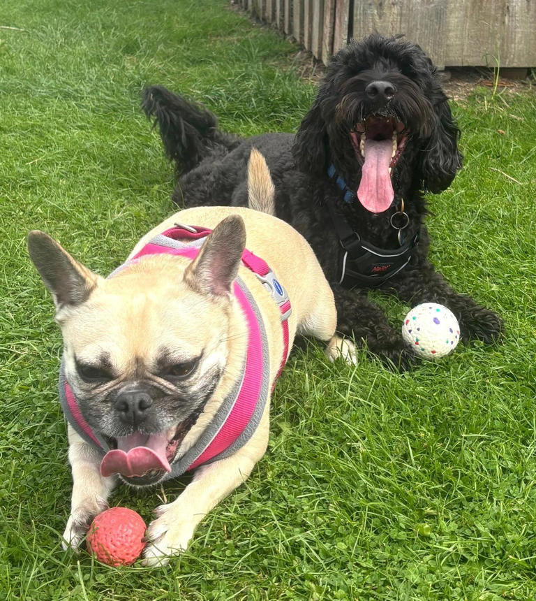 Mav & Annie’s Pet Store in St Annes famed for dog friendly cakes in ...