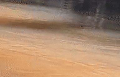 Spider Seen Walking on Water in New Jersey