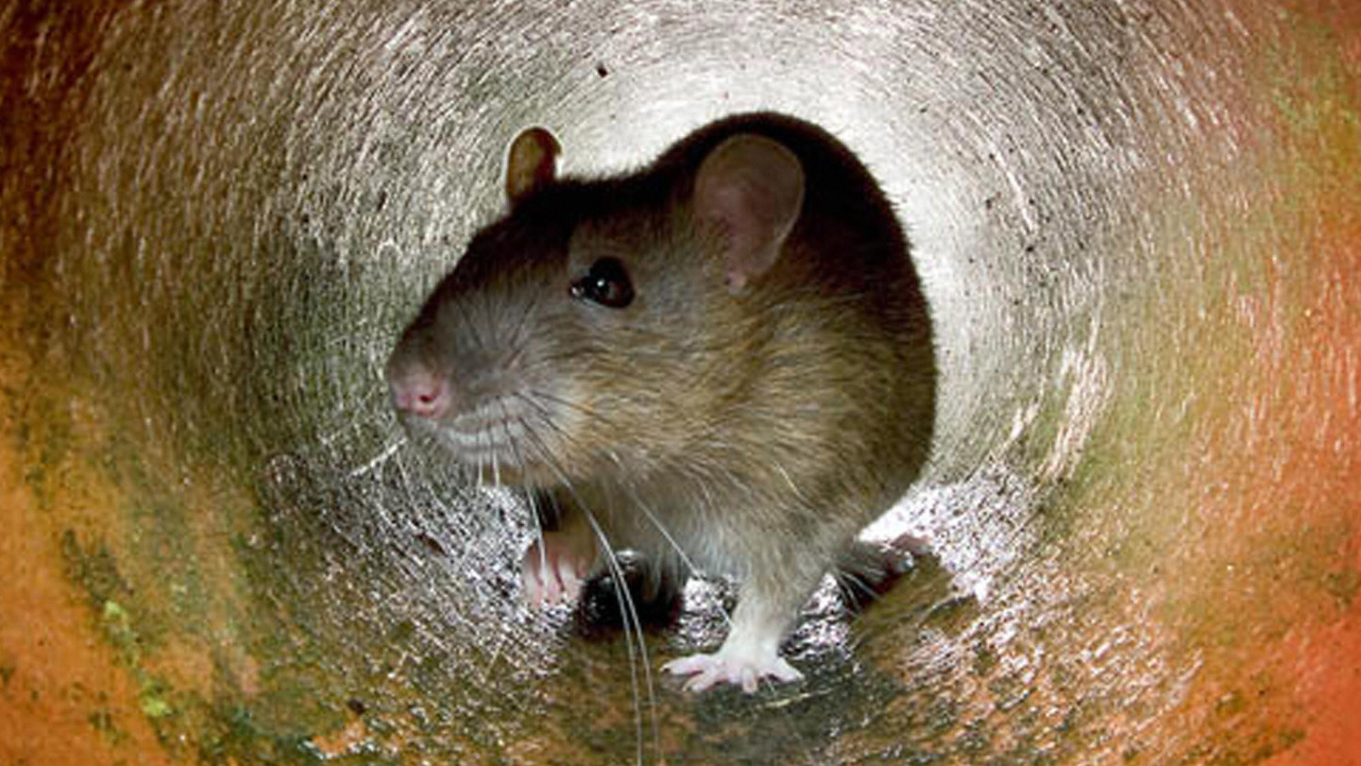 How to prepare for the global rat crisis of 2025