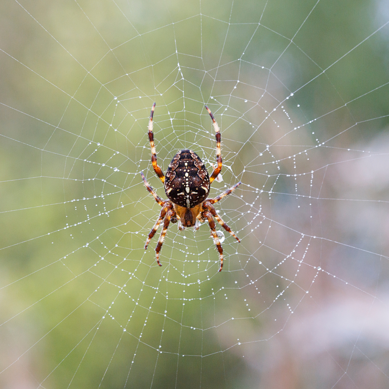 3 scents to deter spiders and make your home smell gorgeous in the ...