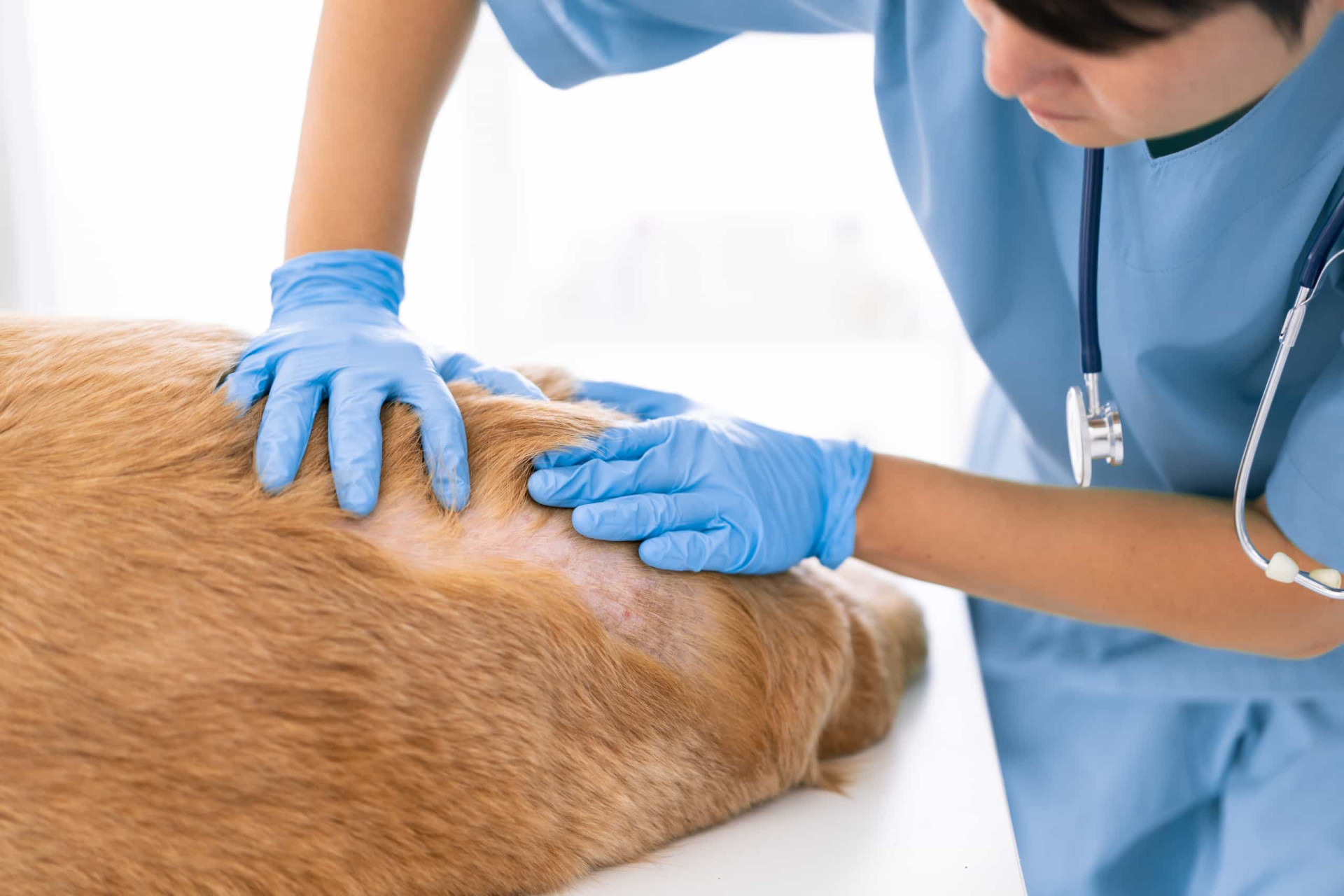 Protégez votre chien : voici comment réagir face aux maladies les plus ...