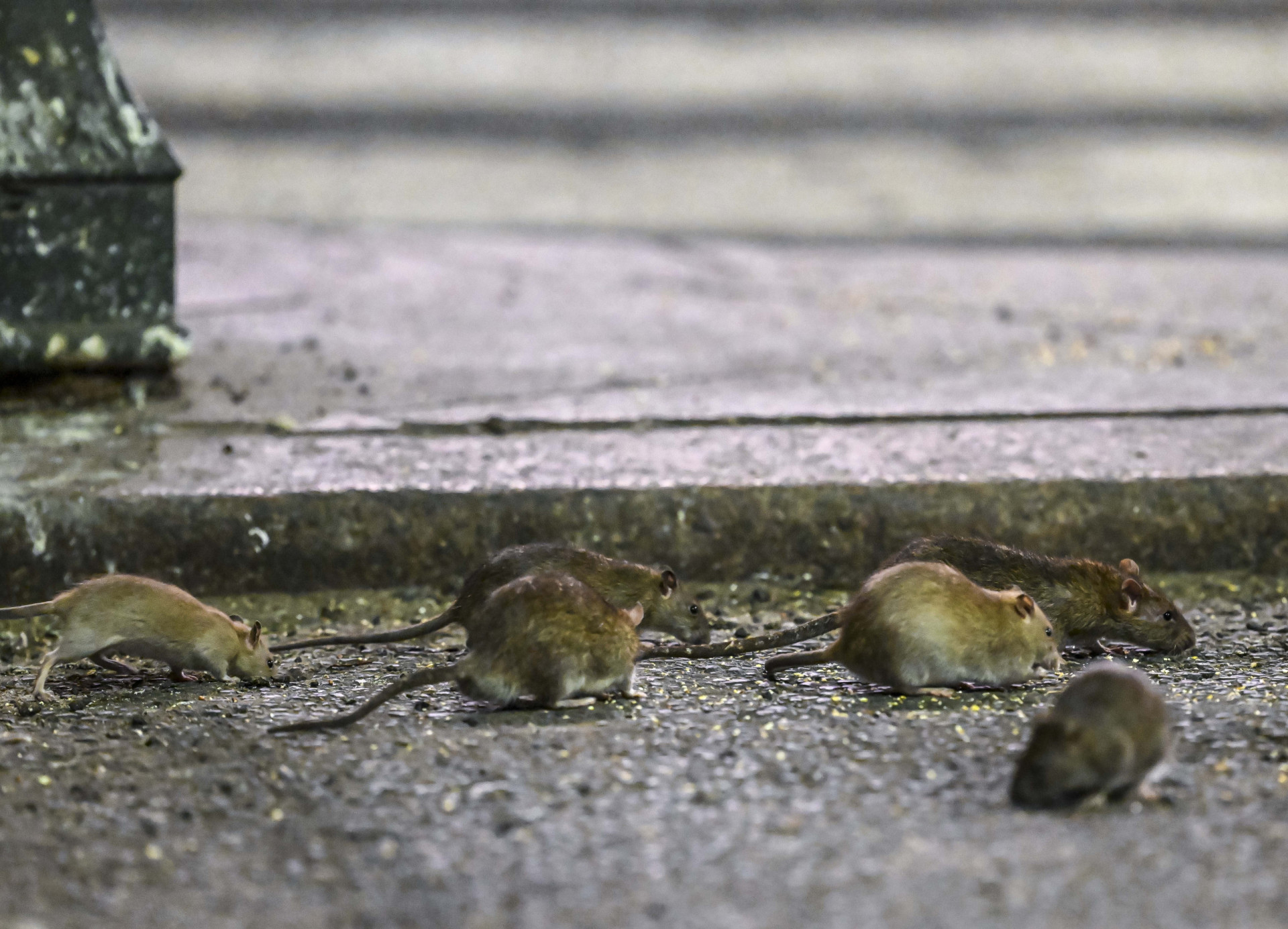 How to prepare for the global rat crisis of 2025
