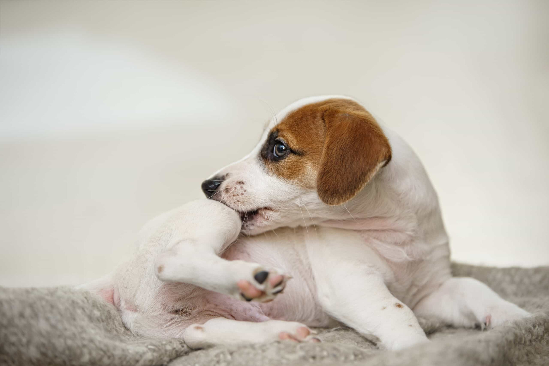 Protégez votre chien : voici comment réagir face aux maladies les plus ...