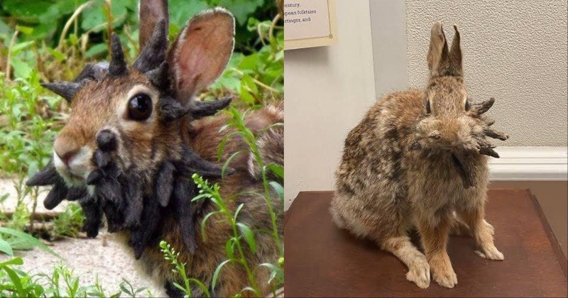 Strange rabbits with tentacles in Colorado spark social media buzz ...