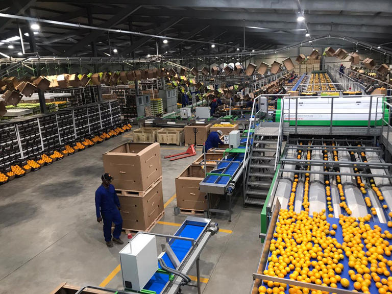 SA’s citrus industry takes major hit after flood damage