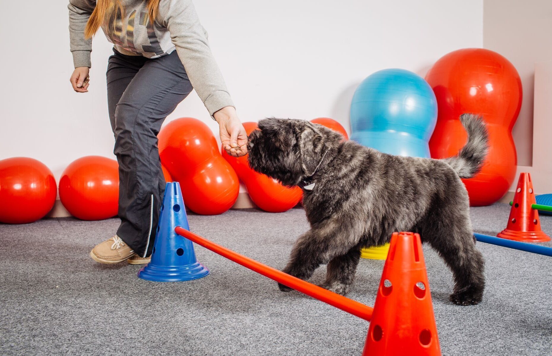 20 cool careers for animal lovers