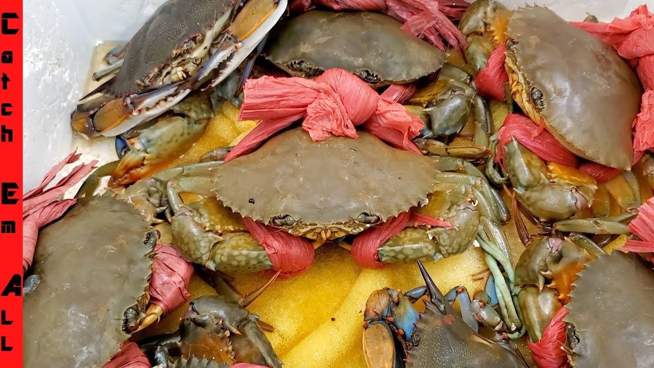 Why the Strongest Crab Might Be the Tastiest