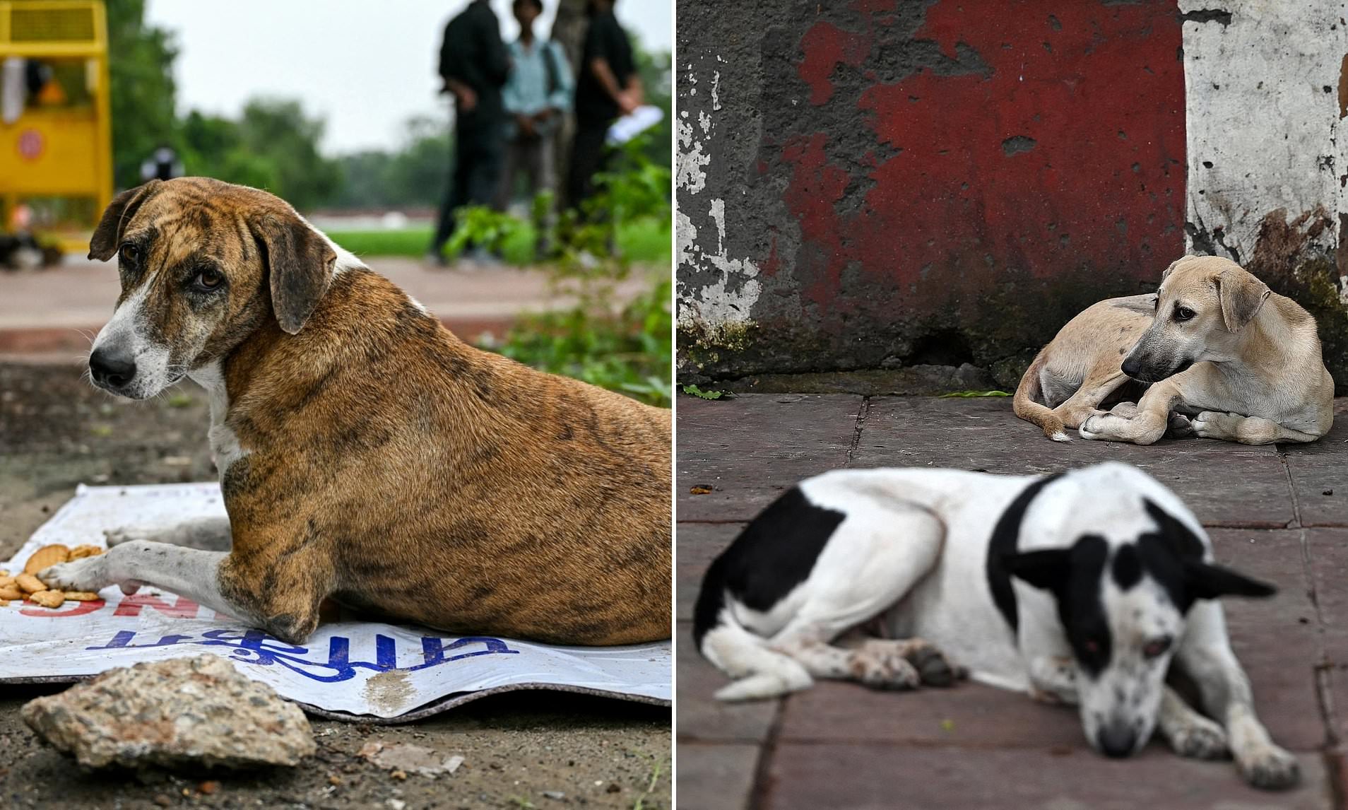 Outcry in India as Delhi moves to remove 'all ONE MILLION' stray dogs ...
